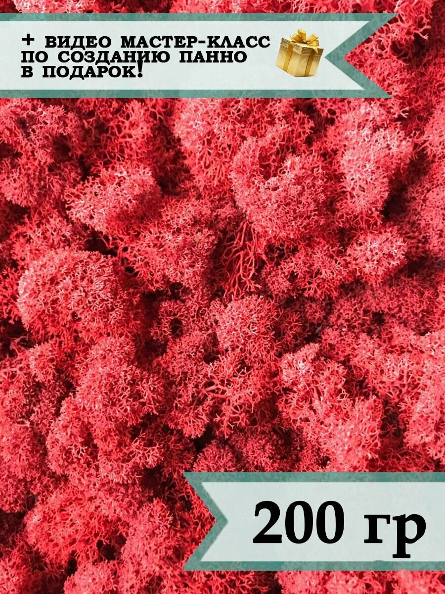 Стабилизированный мох ягель 200 гр красный живой лесной мох для декора, озеленения и дизайна, лишайник сухоцветы для поделок из природных материалов декорирования поделок сделай сам, не искусственный