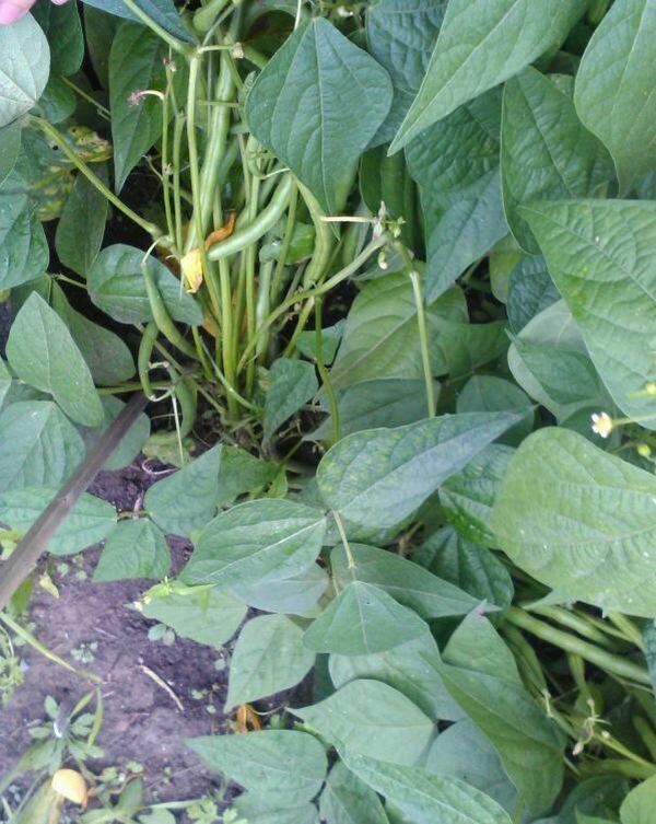 Фасоль Кухарка Саша