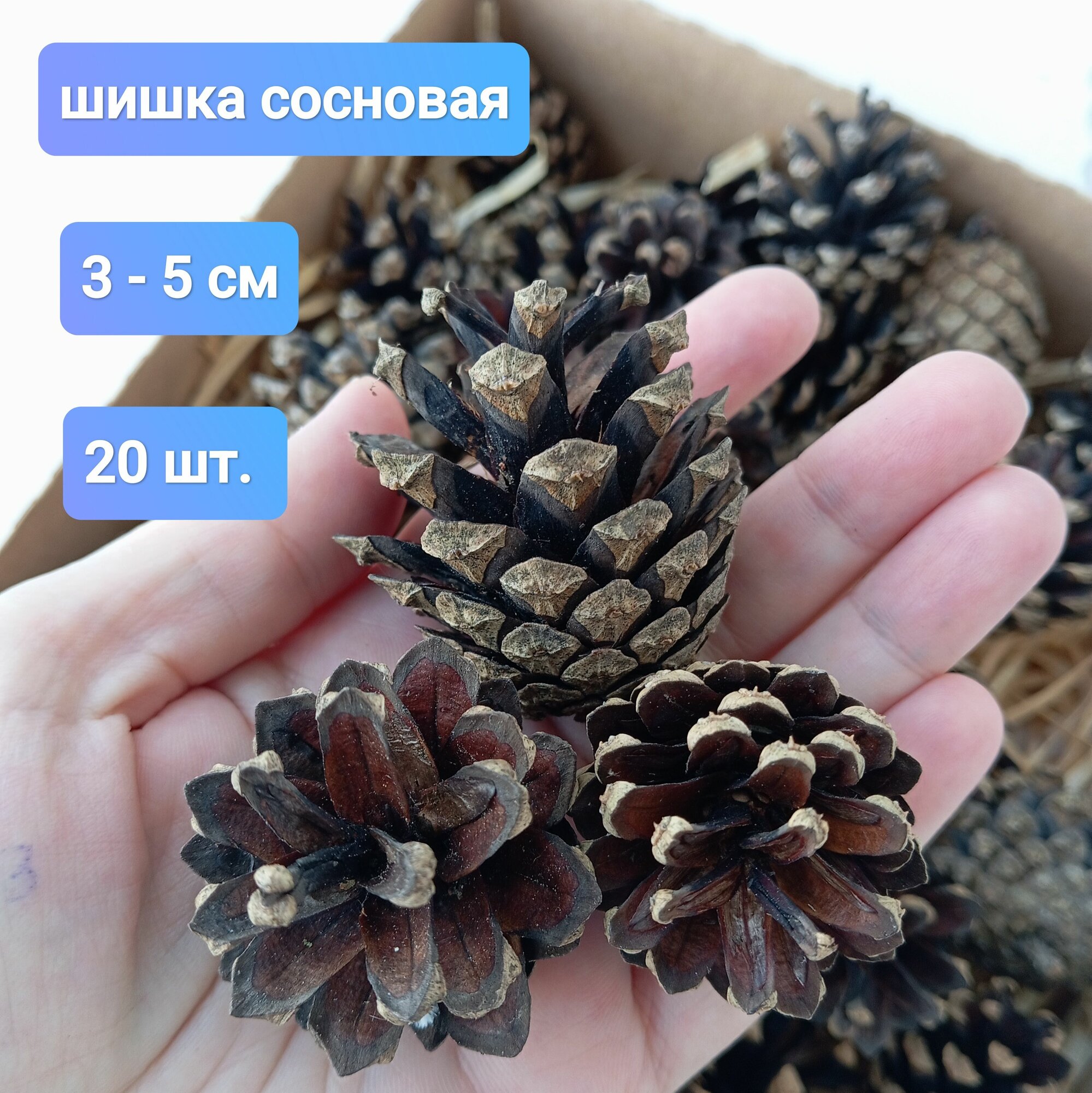 Шишки сосновые для поделок набор 20 шт.