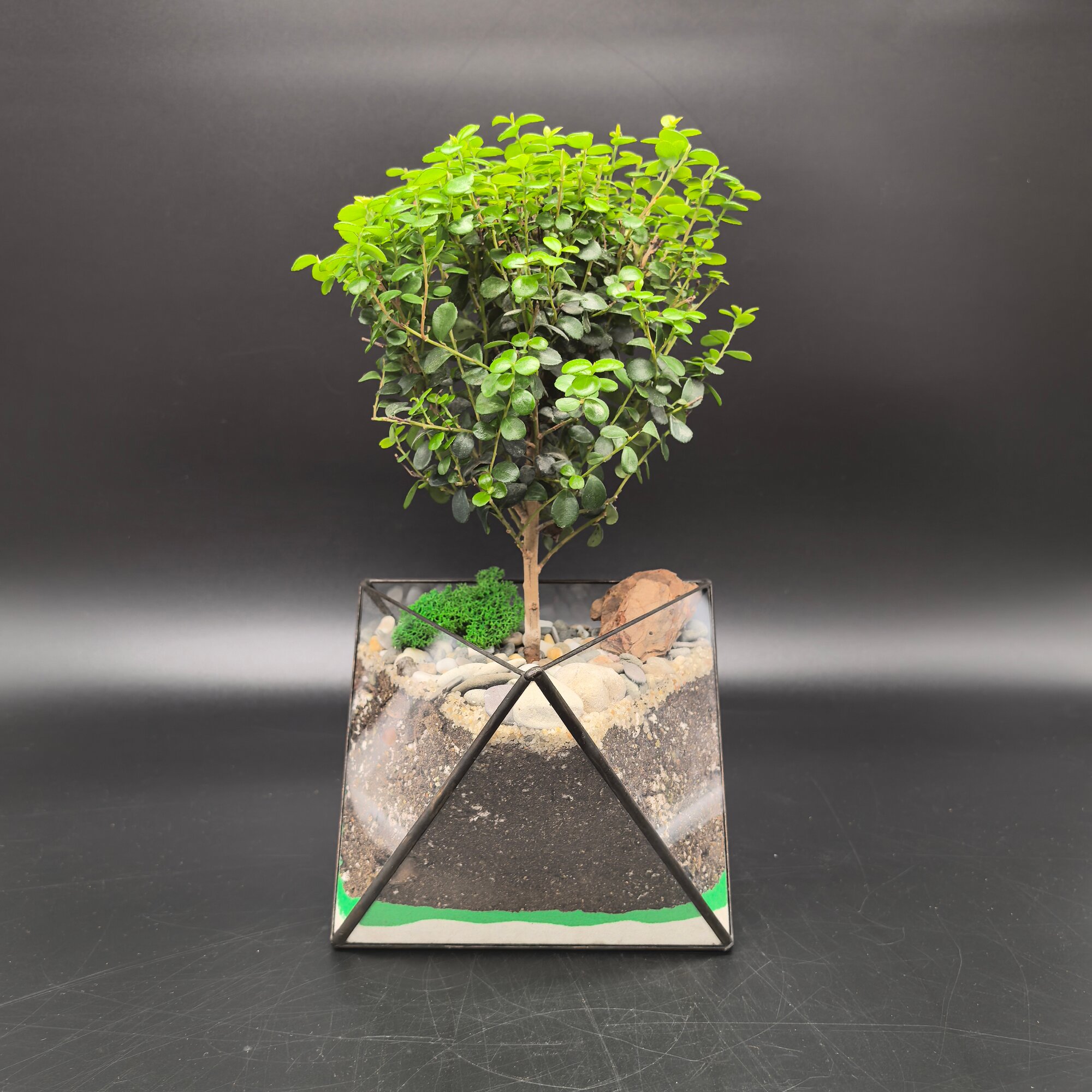 Флорариум Succelenteria с деревцем Мирсиной африканской в стеклянном октаэдре, высота 30см