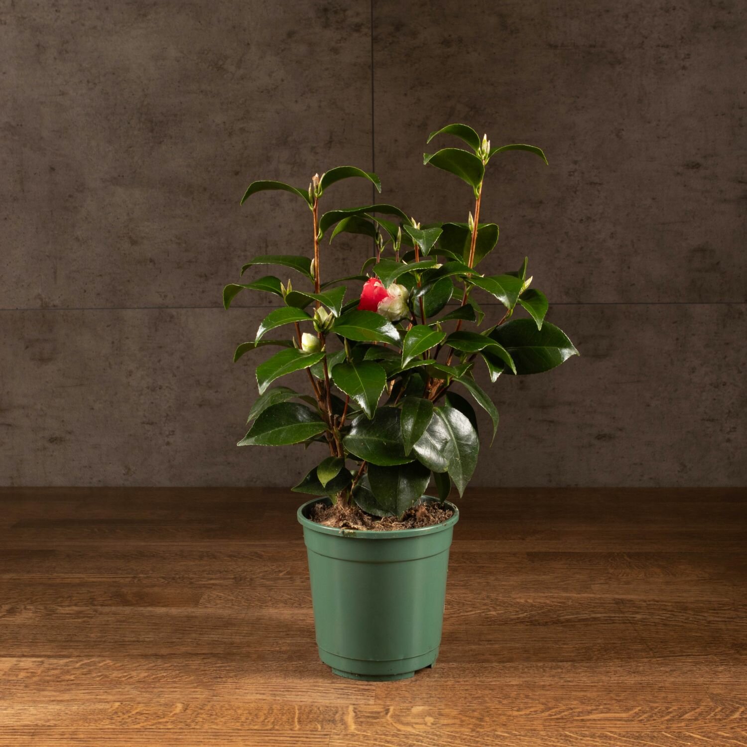 Камелия Японика 30/12