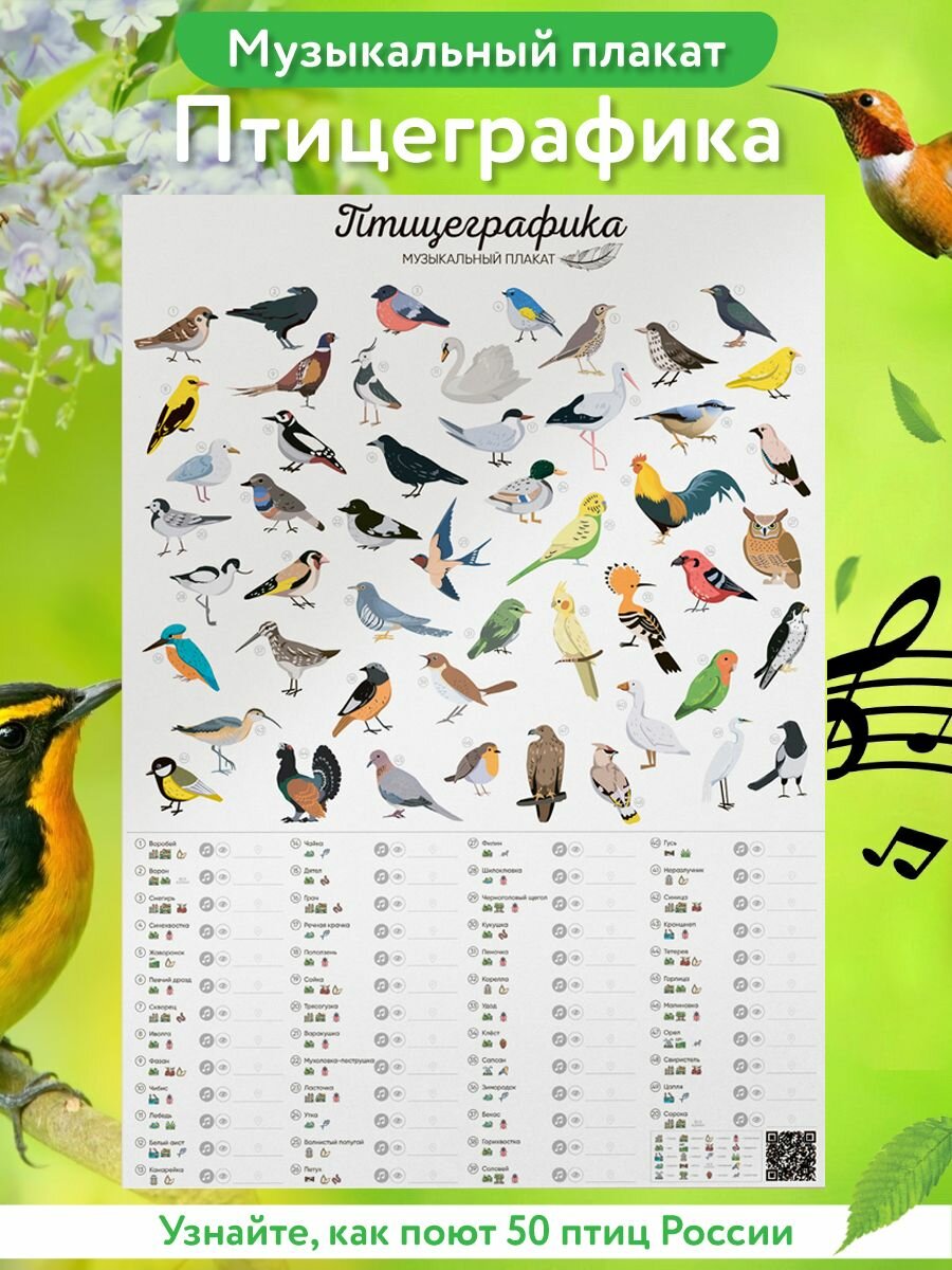 Постер на стену Птицеграфика. Обучающий плакат для детей и взрослых Птицы России
