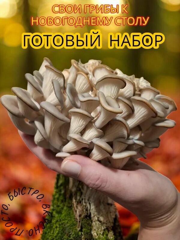 Зерновой мицелии готовый набор для выращивания /грибы круглый год