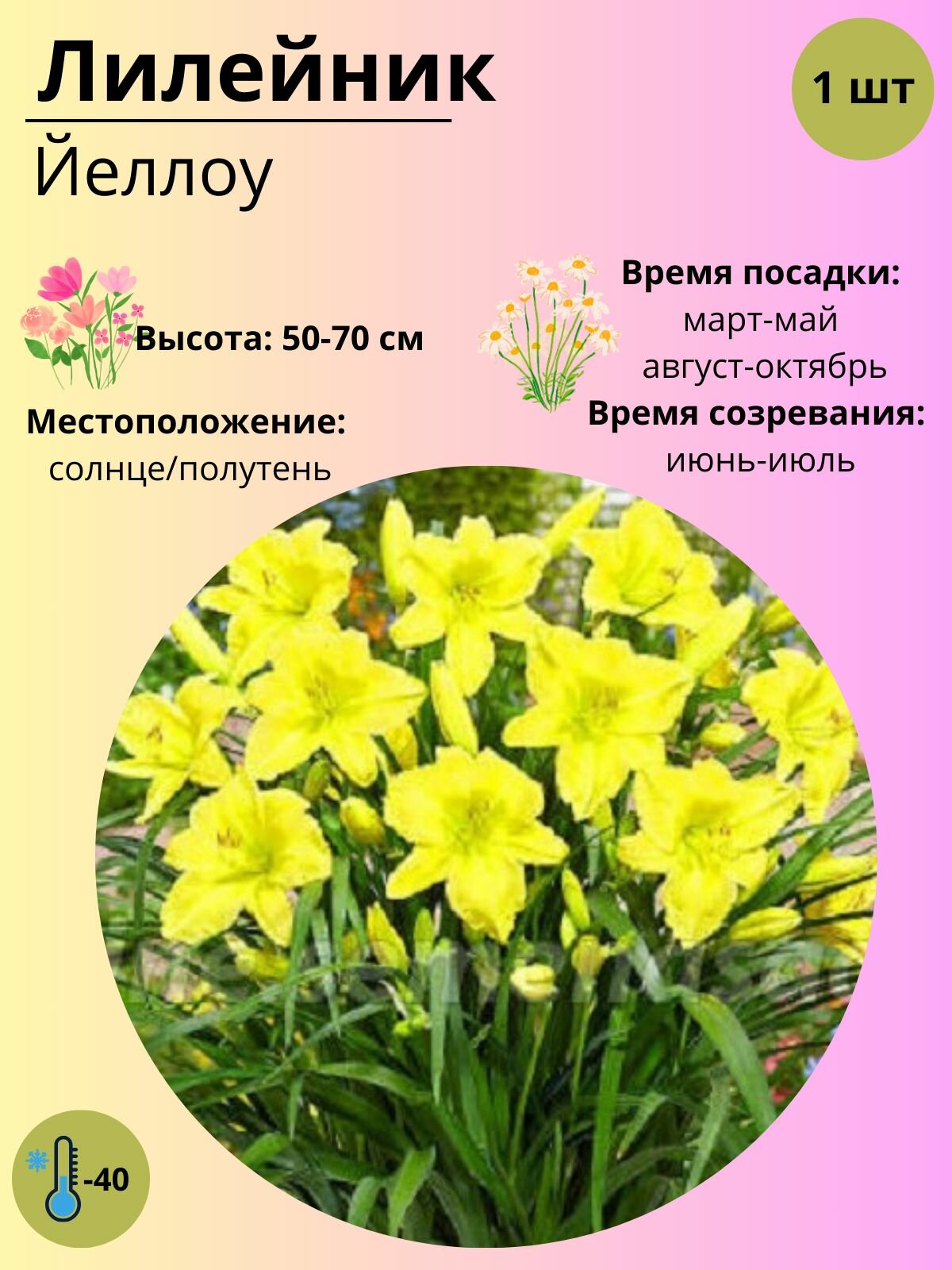 Лилейник Йеллоу, многолетние цветы