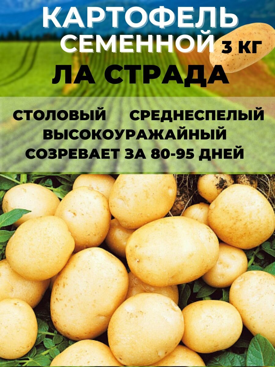 Картофель семенной