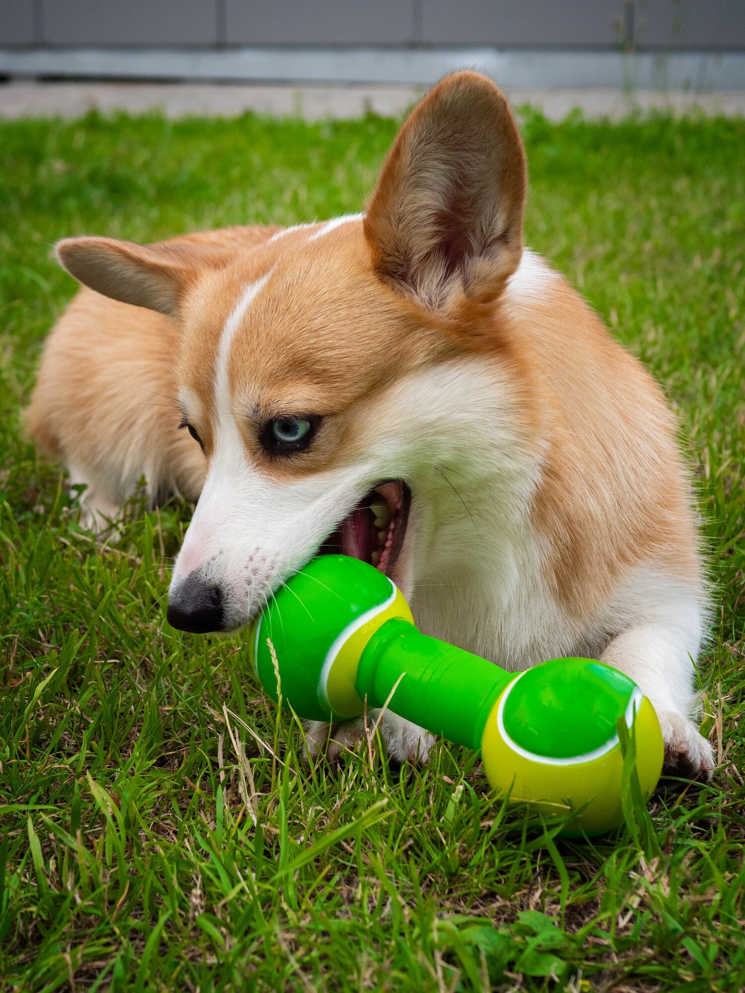 Игрушка для собак Japan Premium Pet в форме гантели (теннисный мяч).