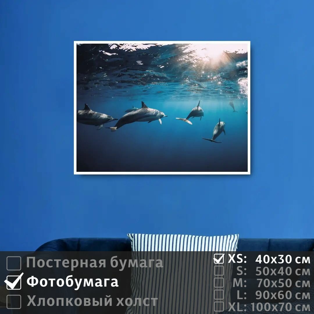 Постер на фотобумаге Дельфины Под Водой Плывут К Солнечным Лучам 40х30 см ПолиЦентр