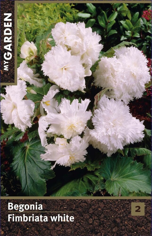 Бегония Фимбриата белая 40 мм