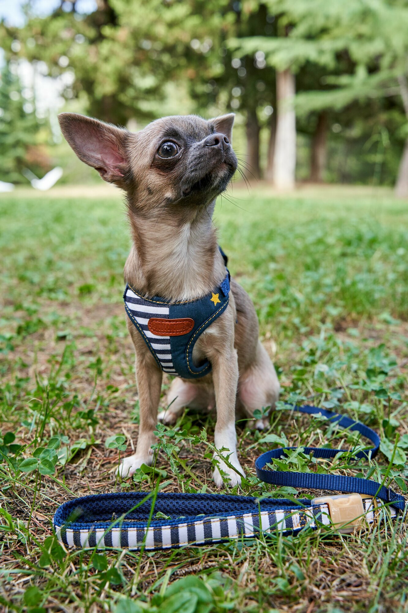 Набор шлейка + поводок Japan Premium Pet Английский стиляга с силиконовой защитой и двойным креплением, размер SS (цвет: синий)