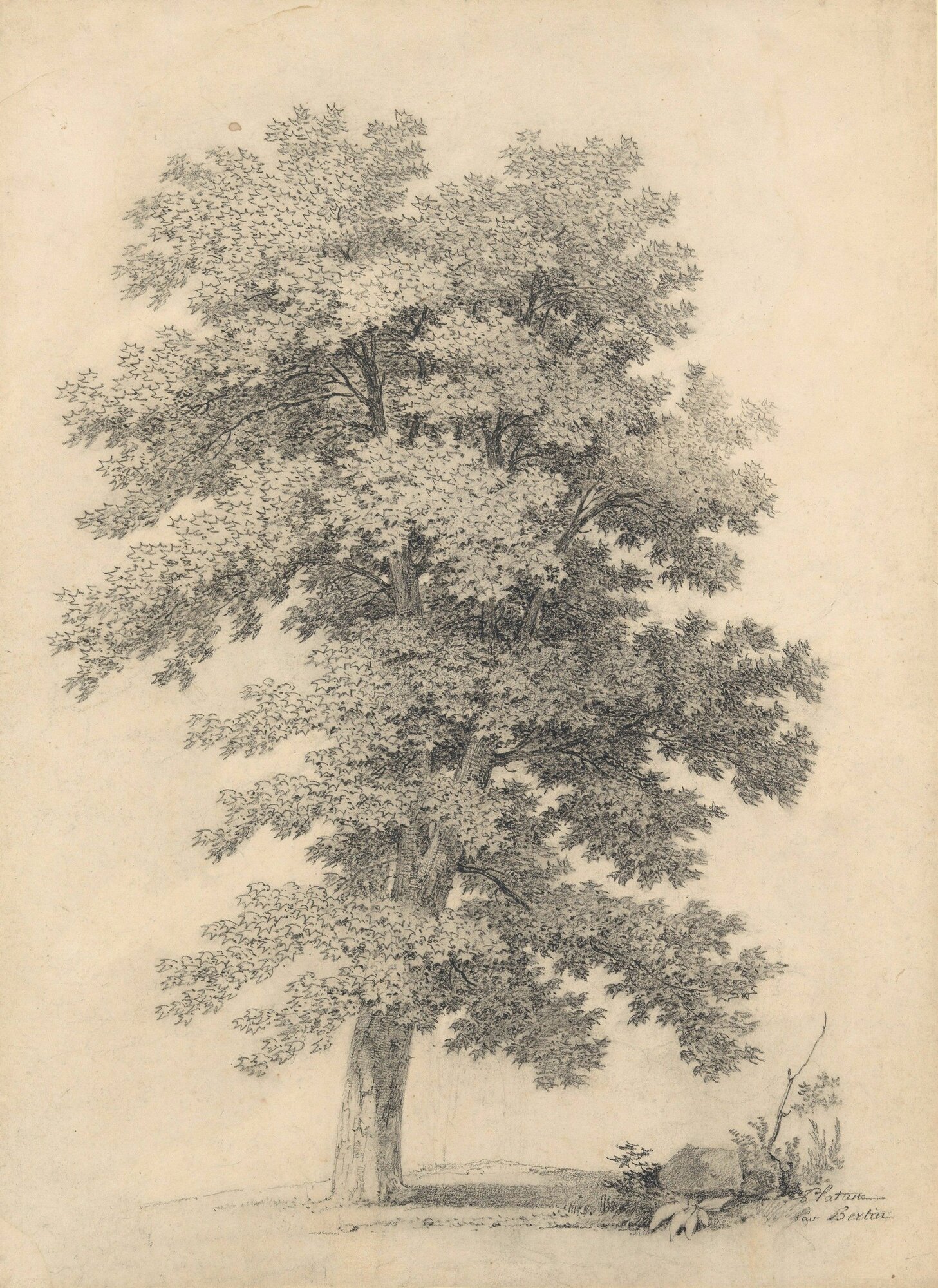 Картина Бертена Жан-Виктора Платан 58х80 см