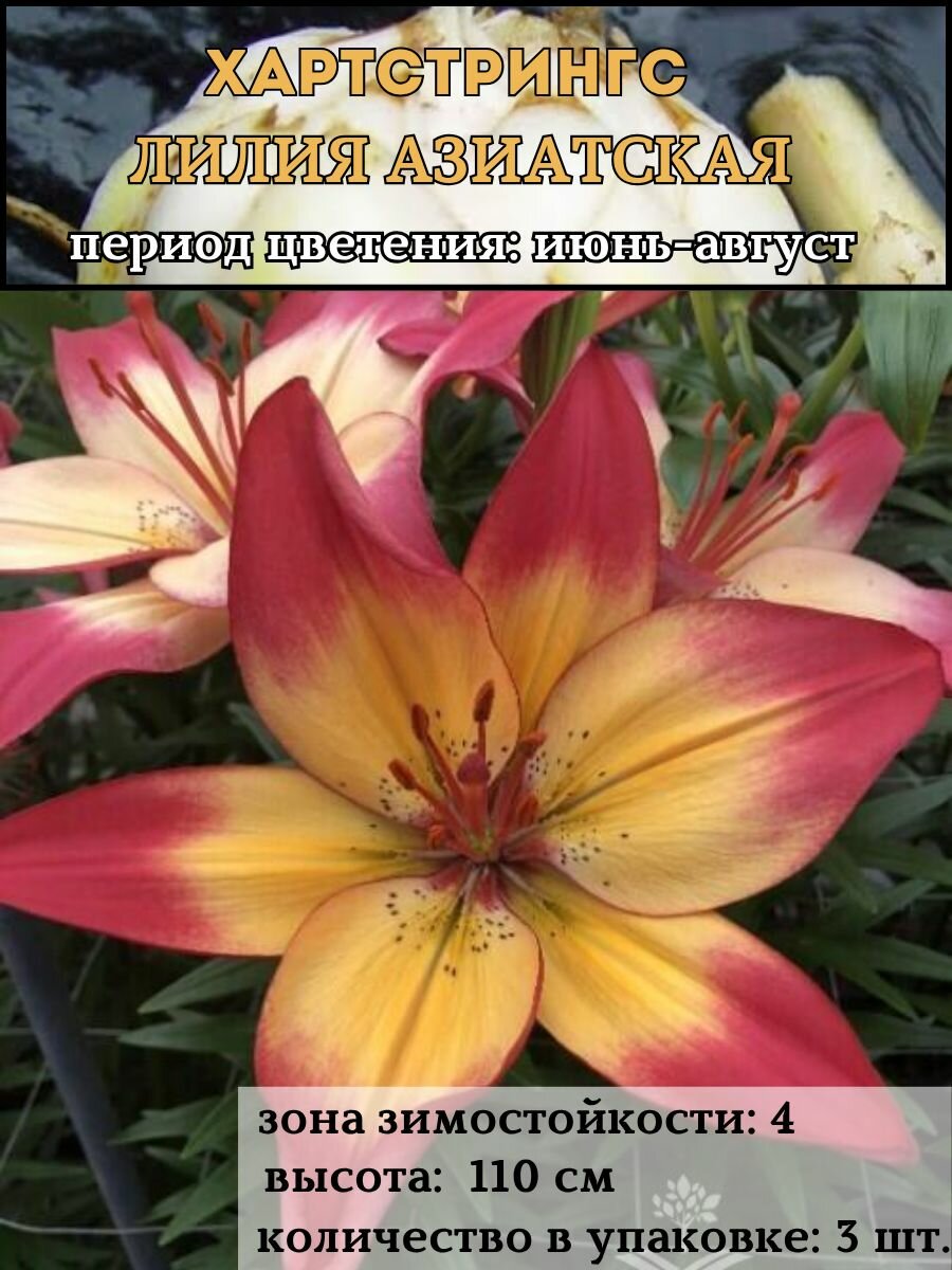 Лилия азиатская Харстрингс, луковицы 3 штуки