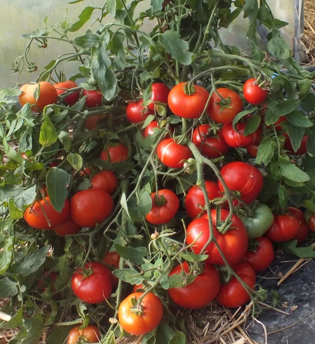 Семена томата "Степной Карлик", ультраскороспелые, красные, до 200г