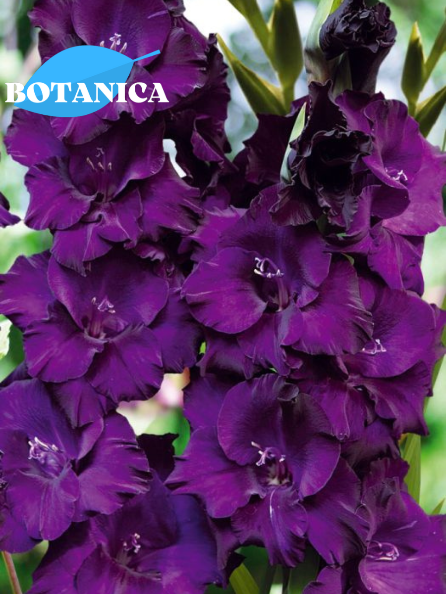 Луковицы цветов , botanica garden , Гладиолус Mомбаса (5 луковиц)