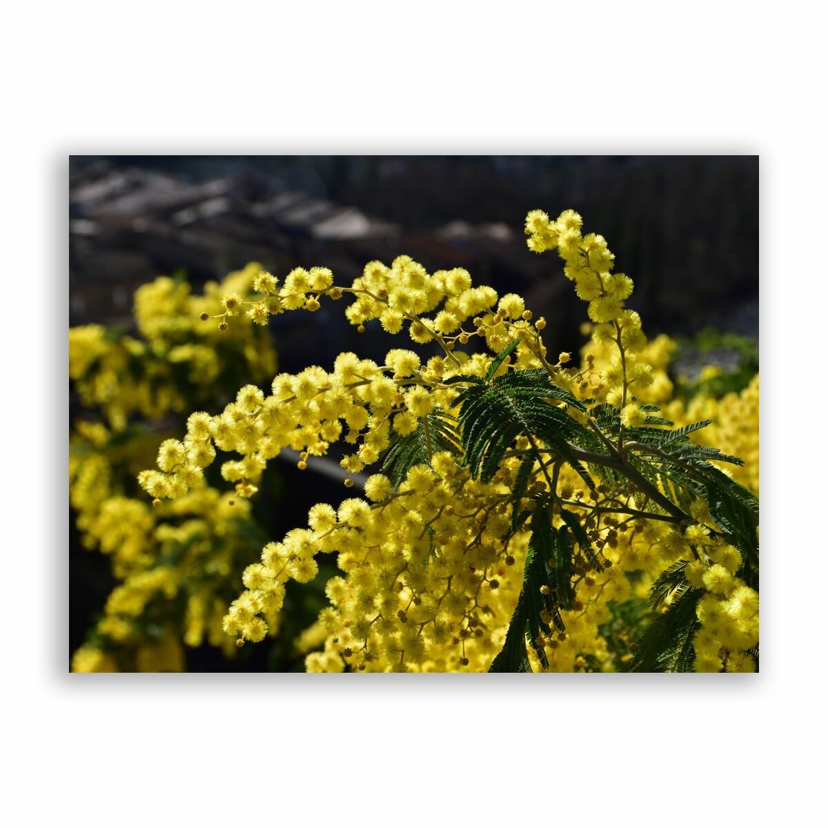 Постер цветы на бумаге / Мимоза / Размер 30 x 40 см