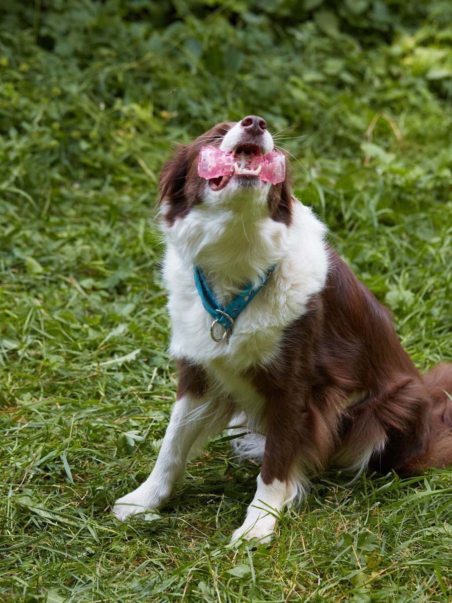 Игрушка для собак Japan Premium Pet трехступенчатая жевательная игрушка для чистки зубов со вкусом копченой курицы, розовая