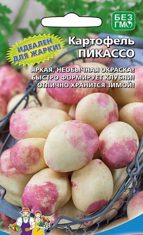 Семена Картофель Пикассо