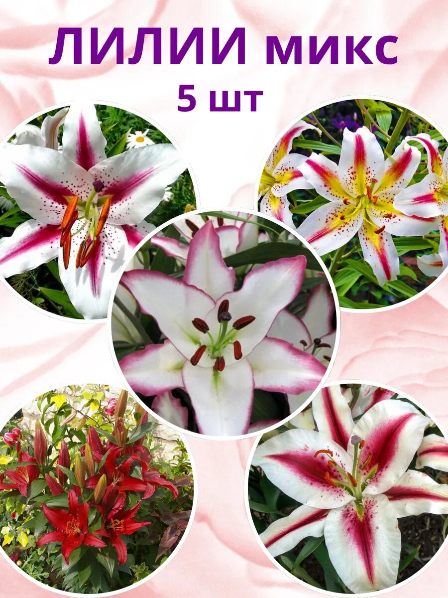 Лилия луковицы, многолетние цветы для посадки, микс 5 шт
