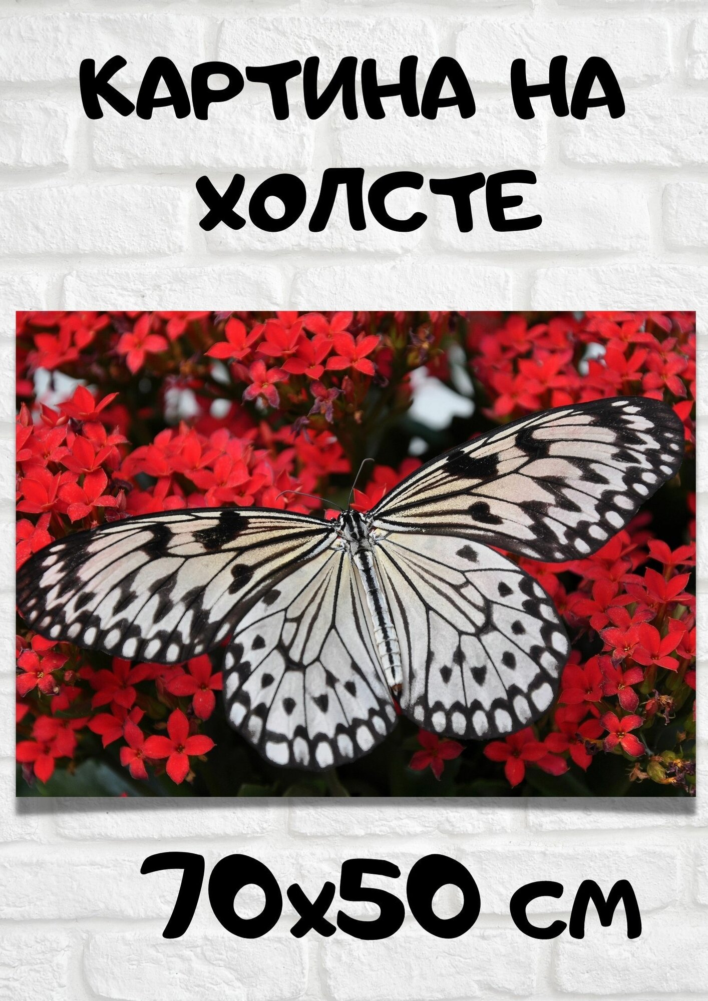 Картина с красивой бабочкой на цветке / Картина бабочка