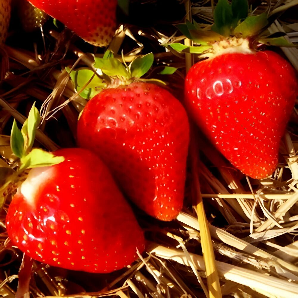 Клубника крупноплодная "Ами", многолетняя, красная, ЗКС, 10 штук