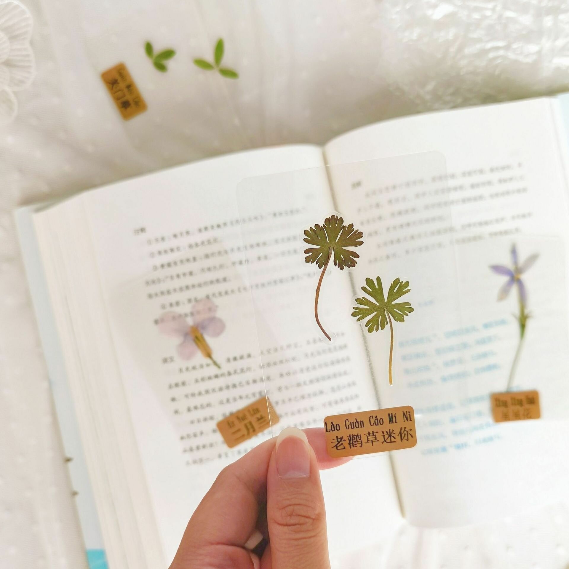 Настоящий четырехлистный клевер, амулет, приносит удачу, отгоняет невезение и сохраняет его сухим и постоянным.