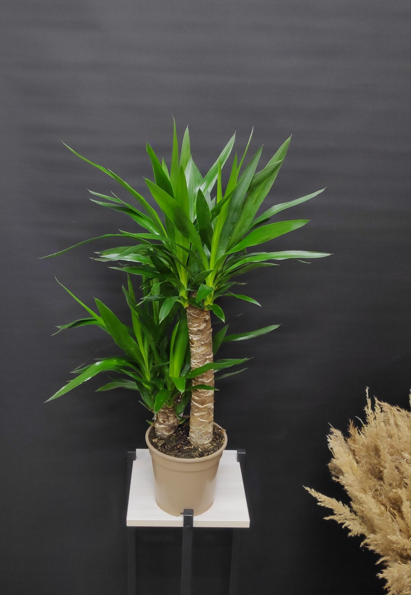 Комнатное растение Пальма Юкка 2-ствола высотой 70 см, в горшке 17 см.