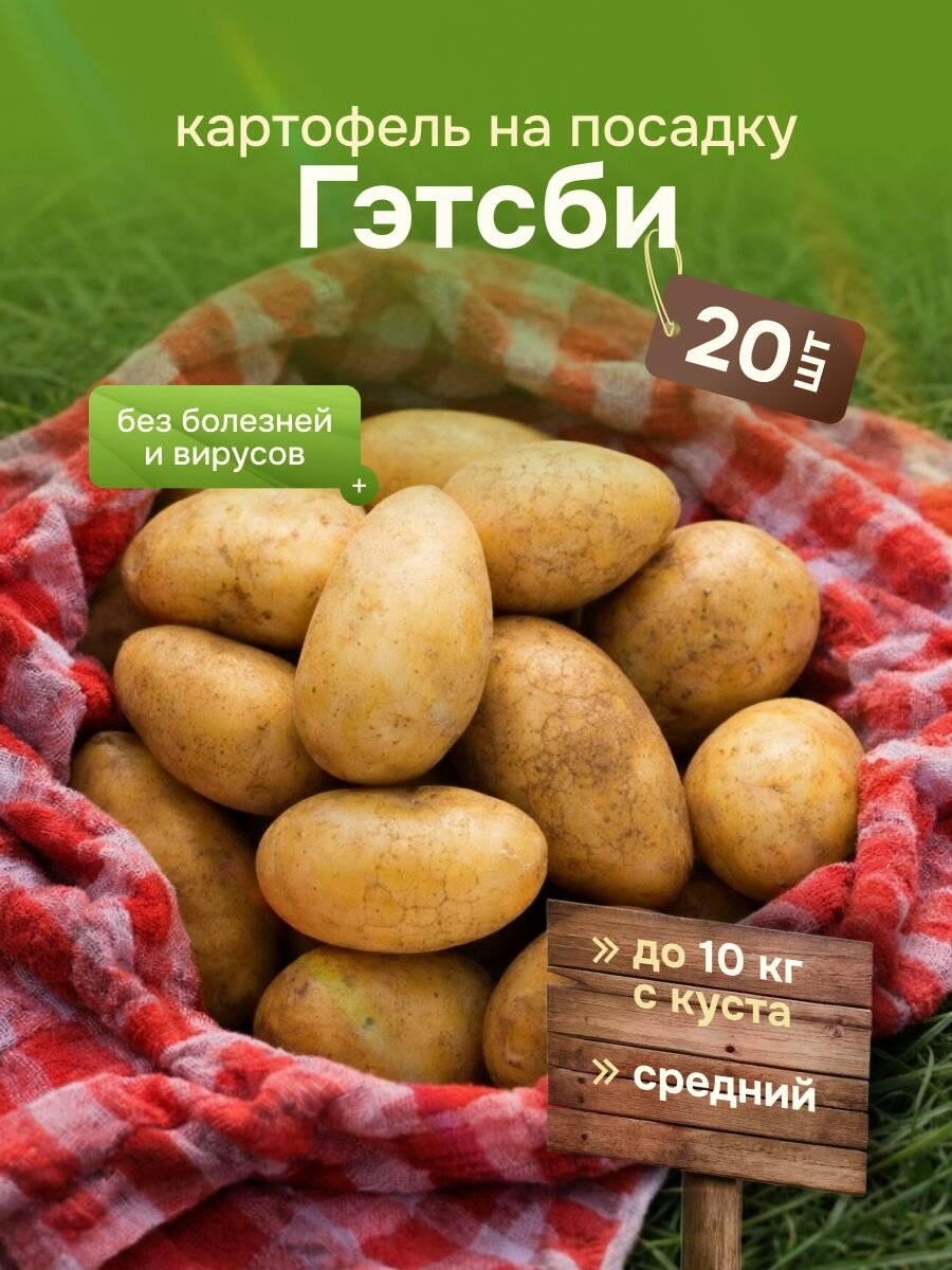 Семенной картофель на посадку Гэтсби 20 шт (средний)