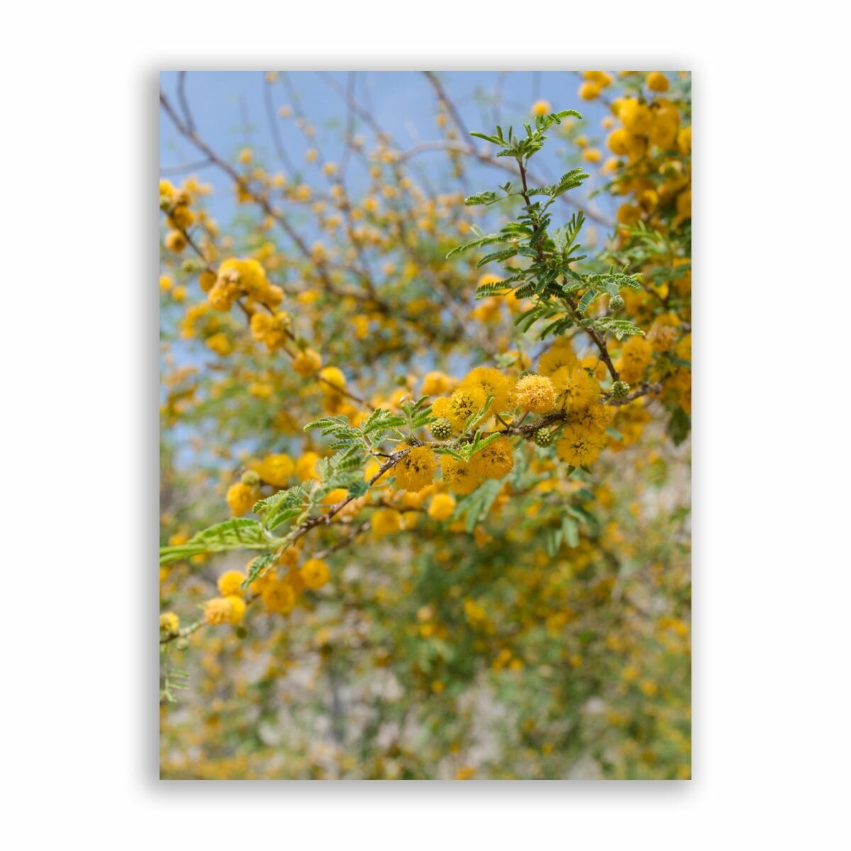 Постер цветы на бумаге / Мимоза / Размер 30 x 40 см