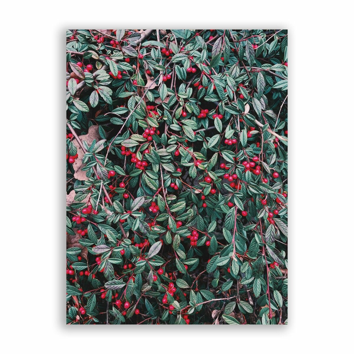 Постер, плакат на бумаге / Ягоды / Размер 30 x 40 см