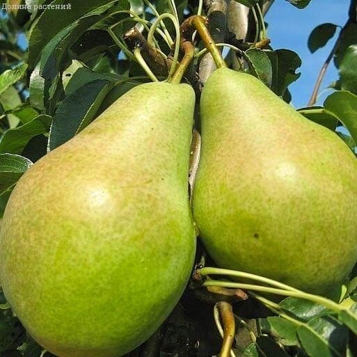 Груша Сокровище/Осенняя (1 саженец), Россия