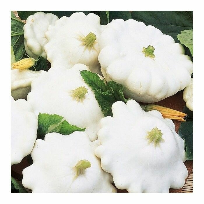 Семена растения патиссон летающая тарелка серия русский вкус!