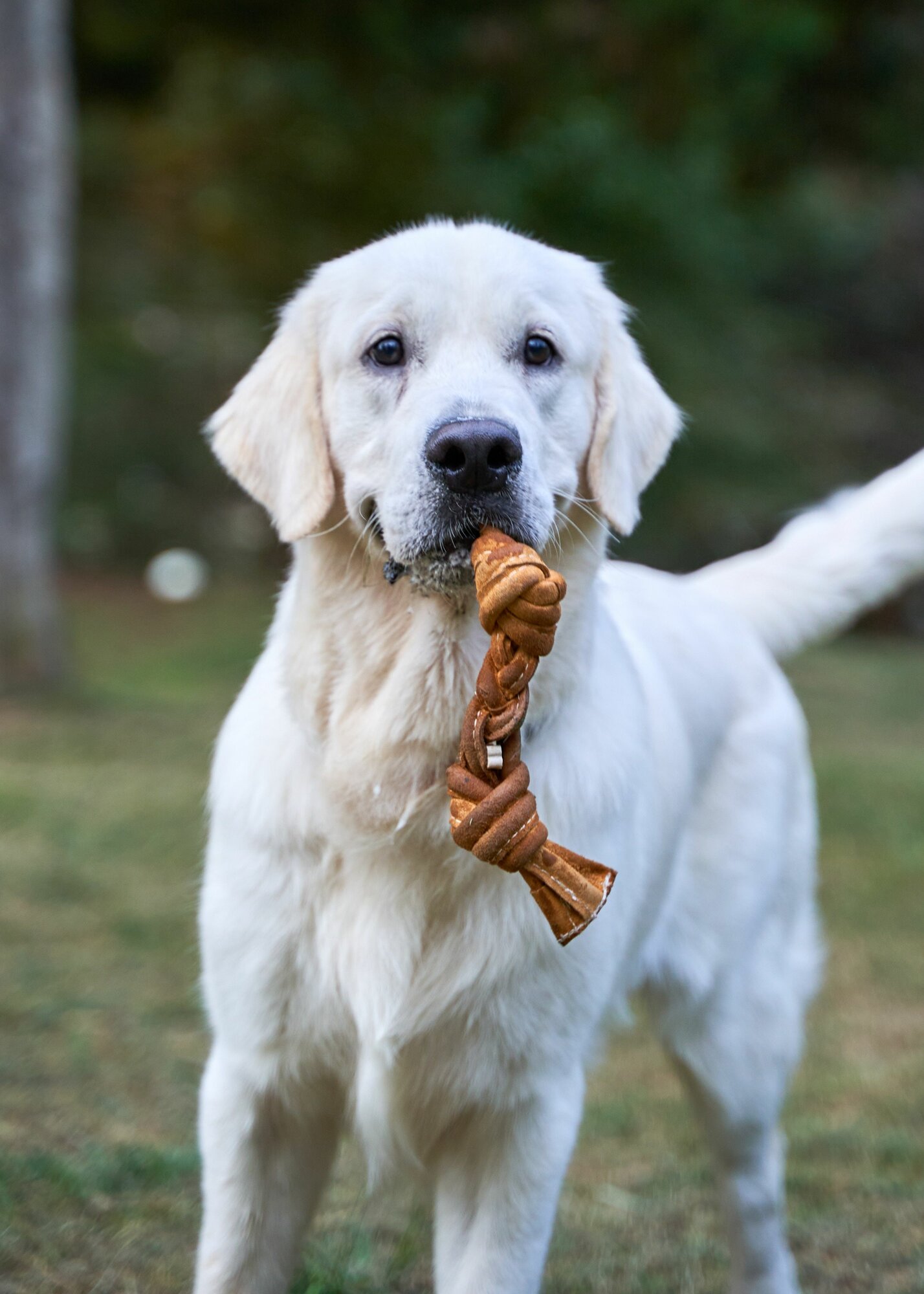 Игрушка-верёвка для собак Japan Premium Pet Суперкожаная в виде мяча для сильных челюстей . Для коррекции поведения и снятия стресса у собак . Для всех пород