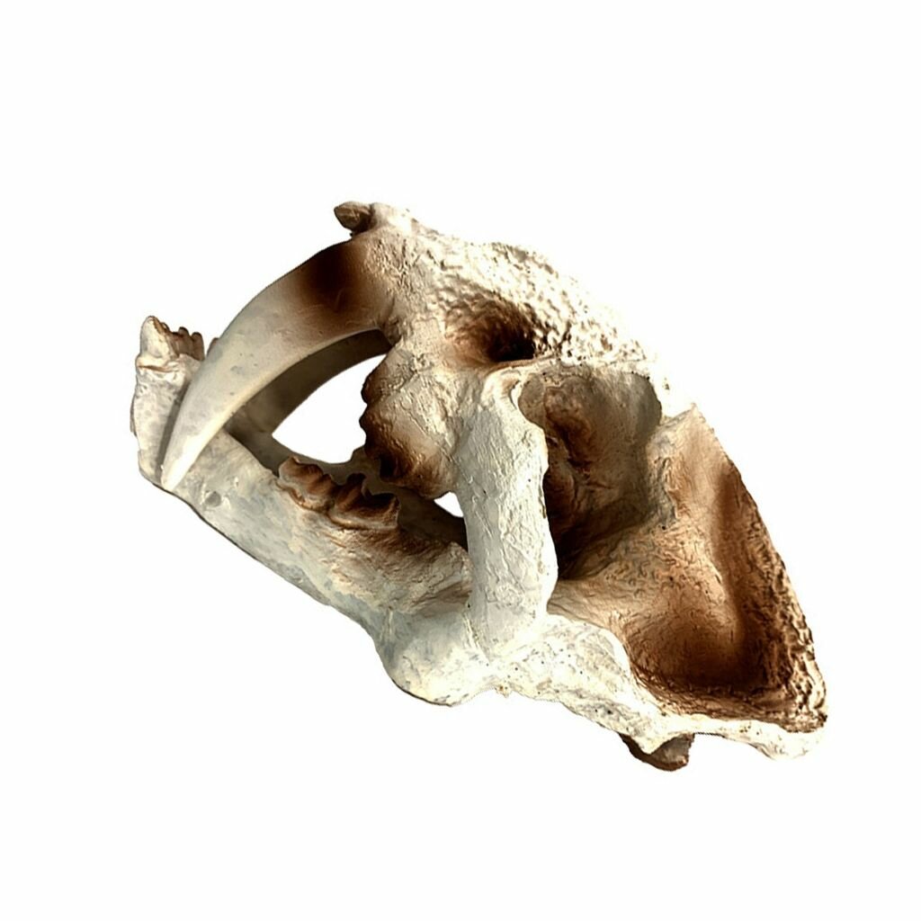 Украшение аквариума, Декоративный элемент аквариума с черепом динозавра - Маленький саблезубый тигр