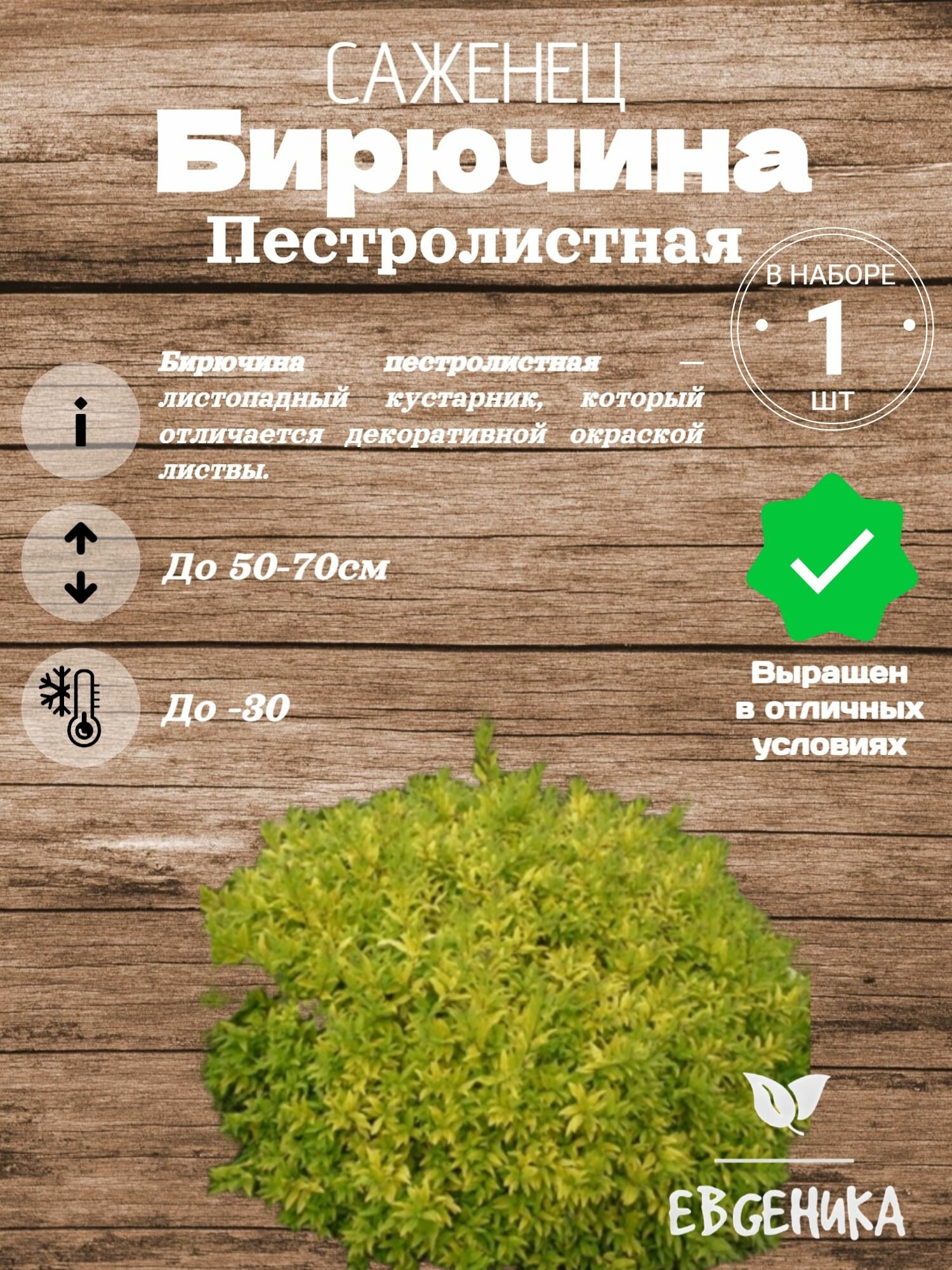 Бирючина Пестролистная