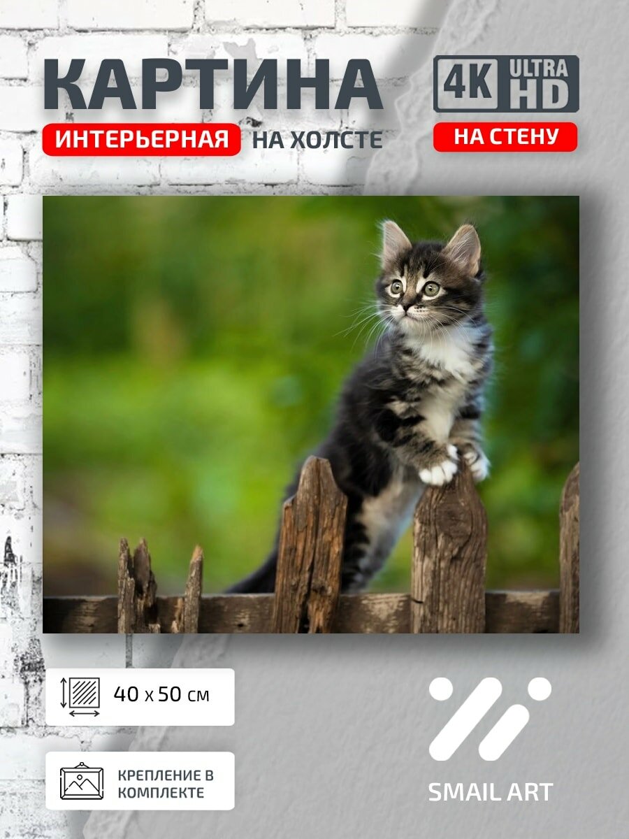 Картина на холсте интерьерная 40 на 50 на стену Животные Котенок для кабинета атмосфера