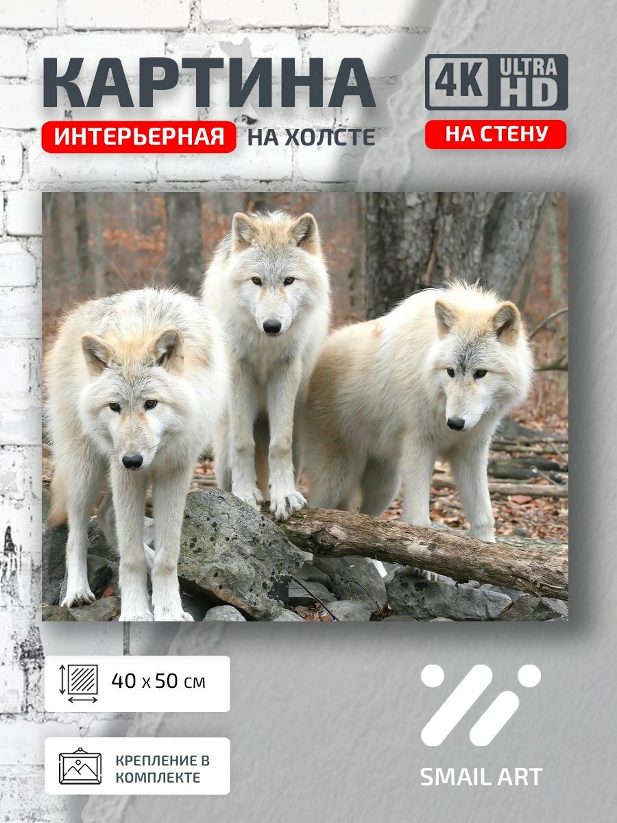Картина на холсте интерьерная 40 на 50 на стену Белые Animal для детской animal style декор