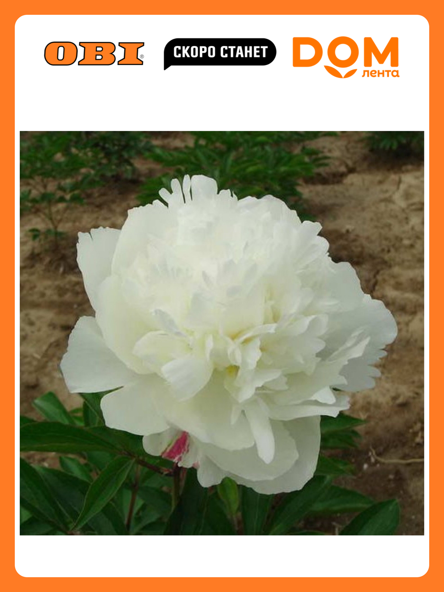 Саженец пиона травянистого Белый Журавль