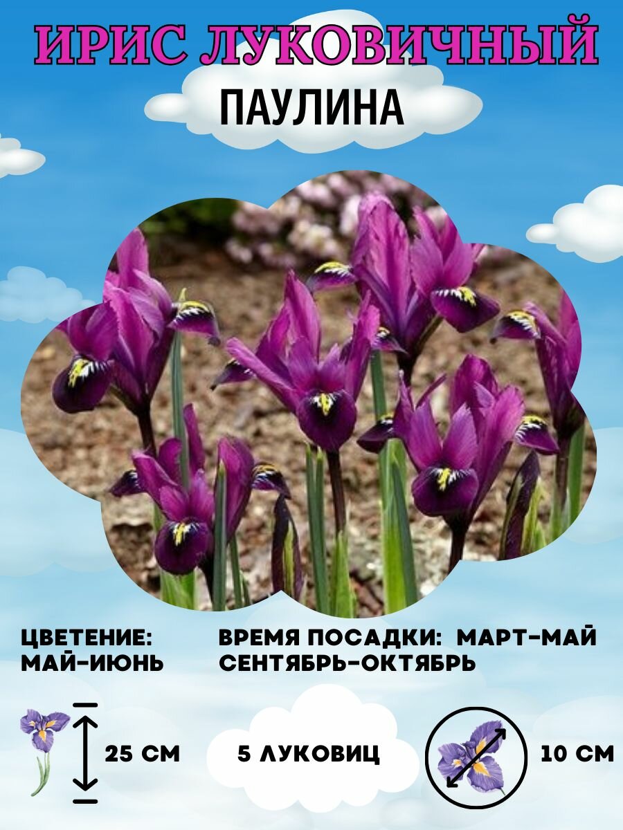 Ирис луковичный 5шт.