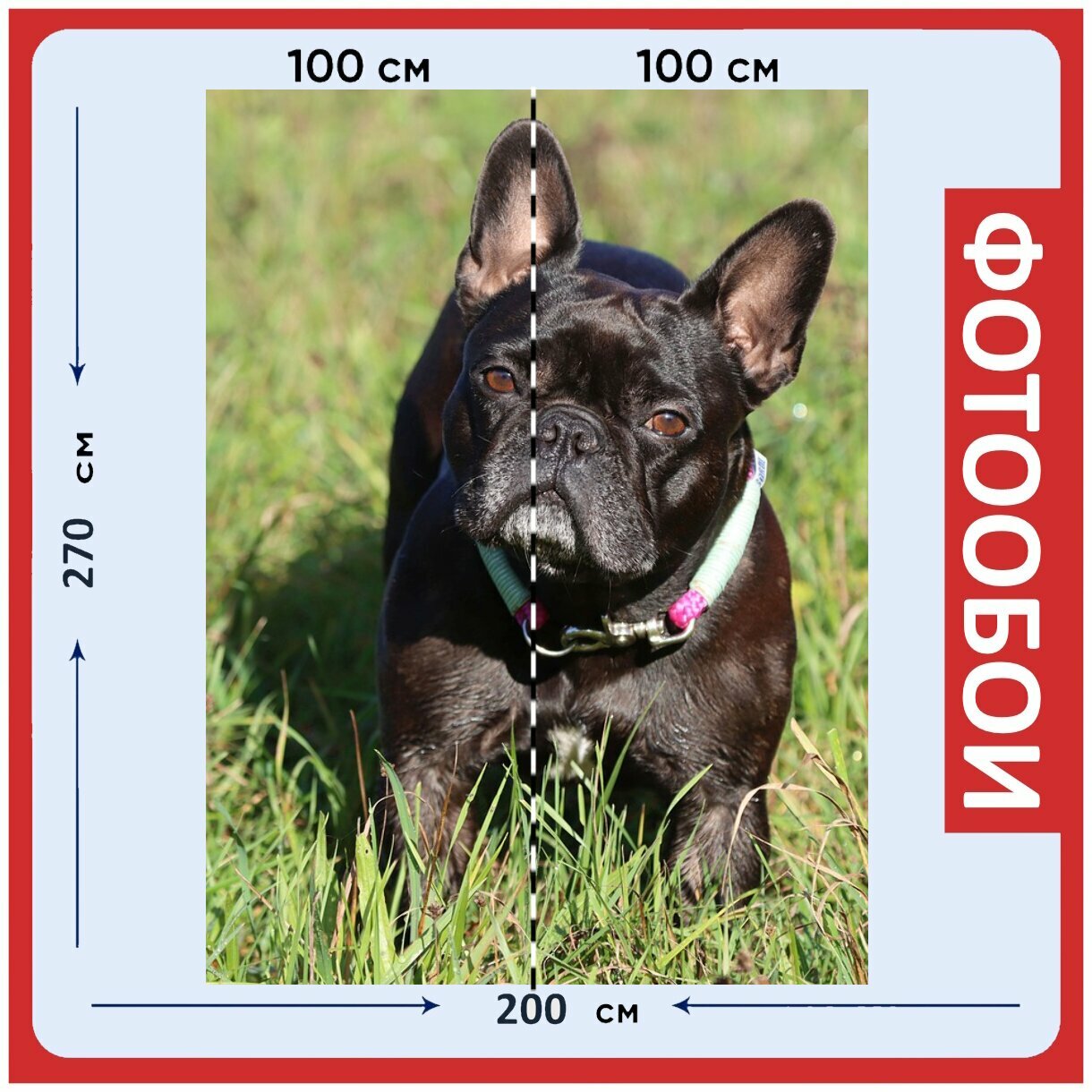 Фотообои "Собака, бульдог, французский бульдог" 200x270 см. флизелиновыена стену