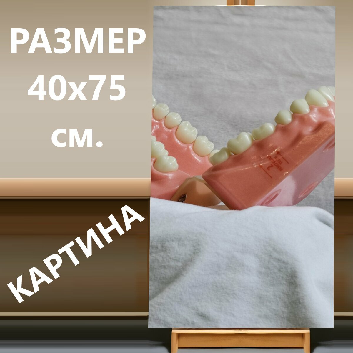 Картина на холсте "Зубы, стоматологический, стоматологическая модель" на подрамнике 75х40 см. для интерьера