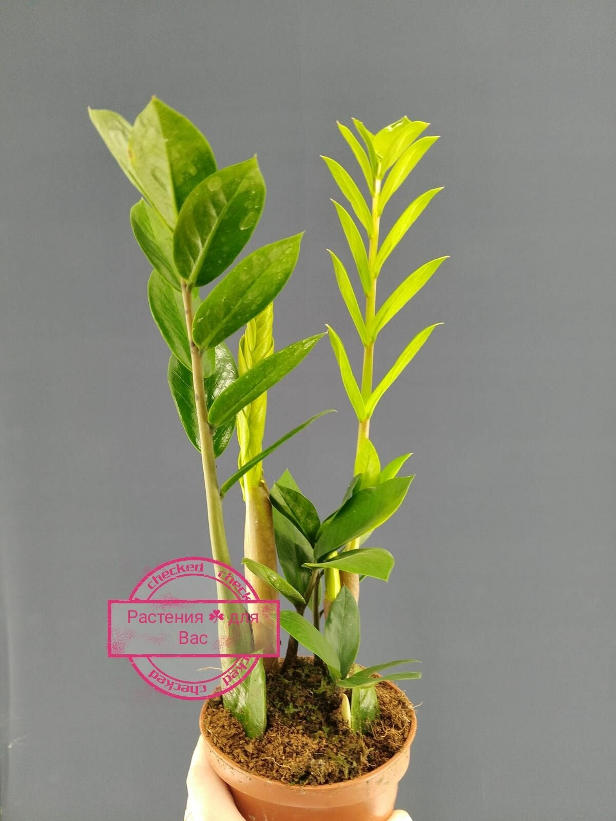 Замиокулькас