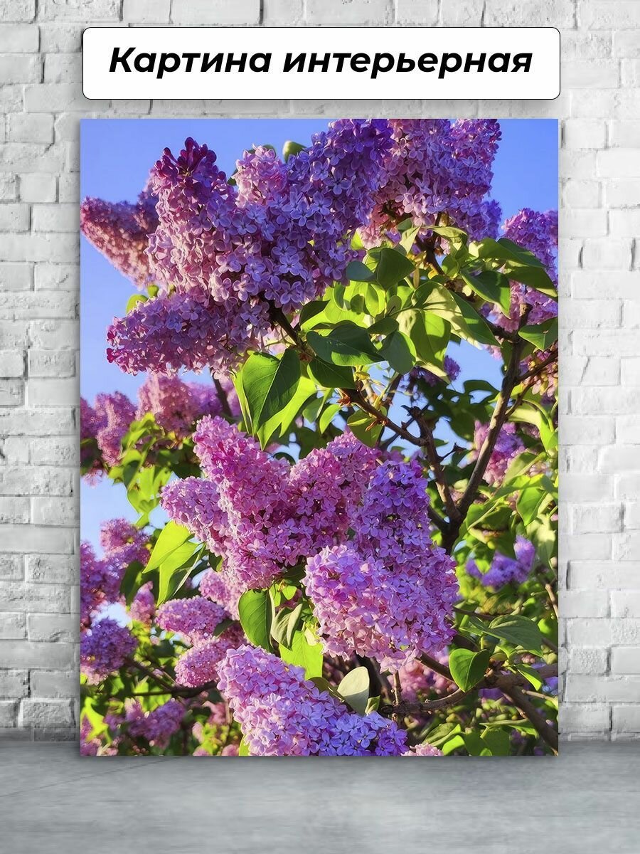 Картины для интерьера 50х70 Сирень