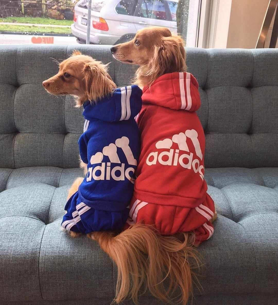 Осенне-зимняя одежда для собак, Комбинезон для домашних животных, Спортивные толстовки для домашних животных, Куртка-пальто для маленьких средних собак