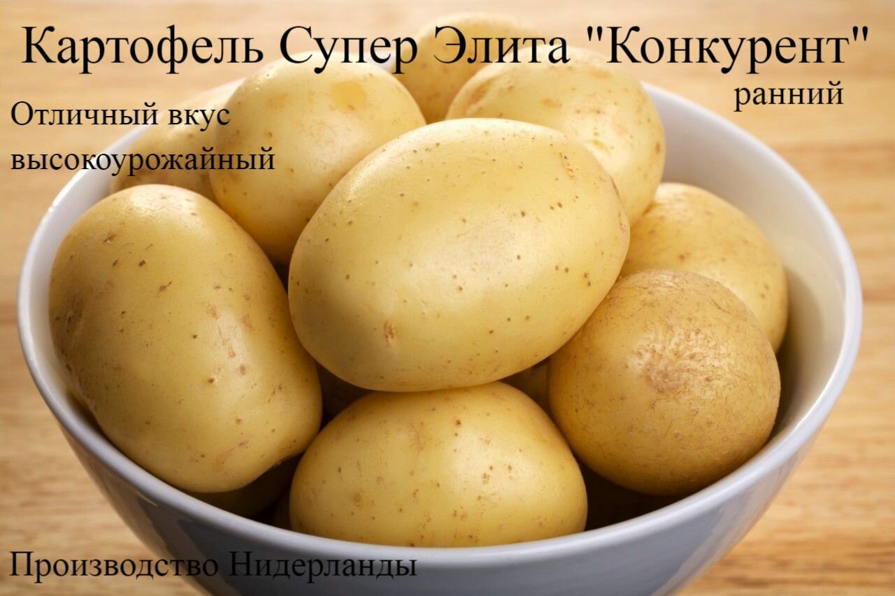 Клубни Картофеля на посадку Конкурент 2кг