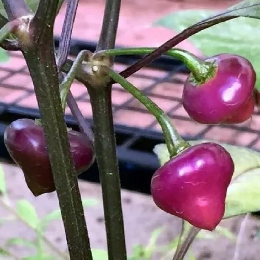 Семена Deodar SEEDS COMPANY Перец острый Fidalgo roxa 5 шт.