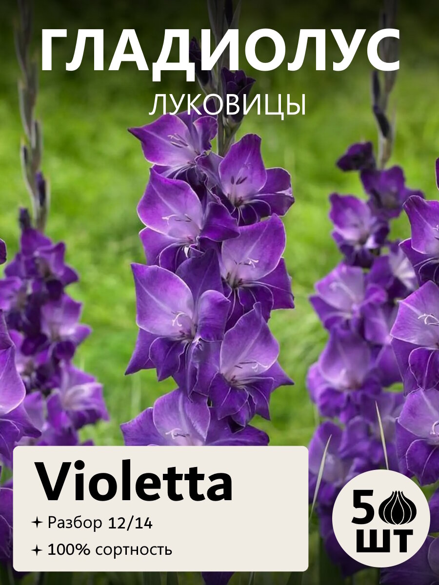 Гладиолусы луковицы крупноцветковые Виолетта, 5 шт