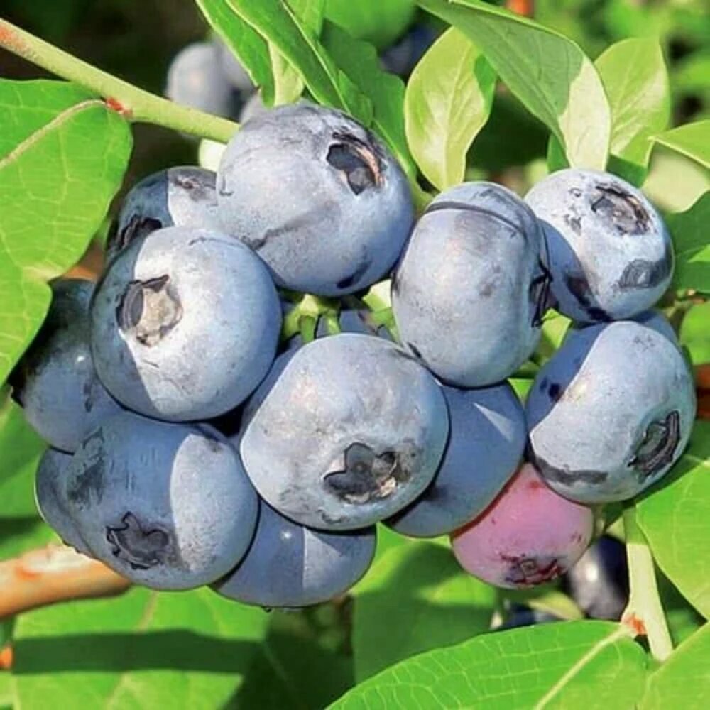 Голубика Чандлер (Chandler) / 1 шт, морозостойкий, высокоурожайный сорт