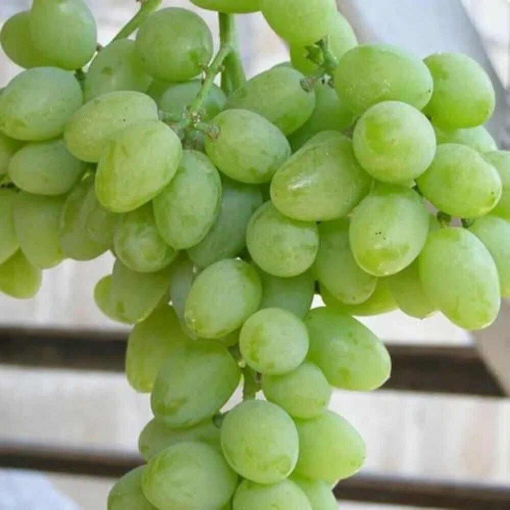 Виноград Элегант, столовый, 1 шт, зеленый, морозостойкий сорт