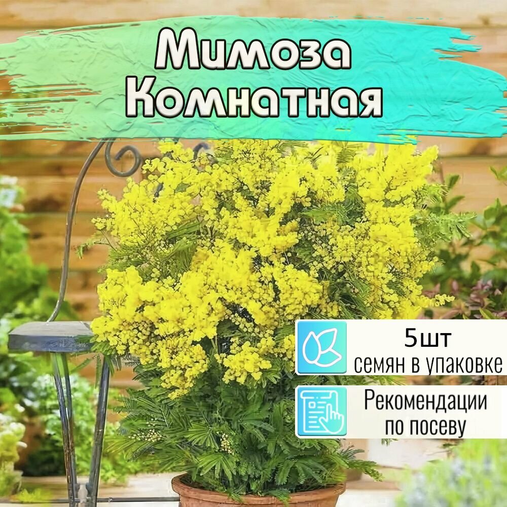 Акация купить — купить по низкой цене на Яндекс Маркете