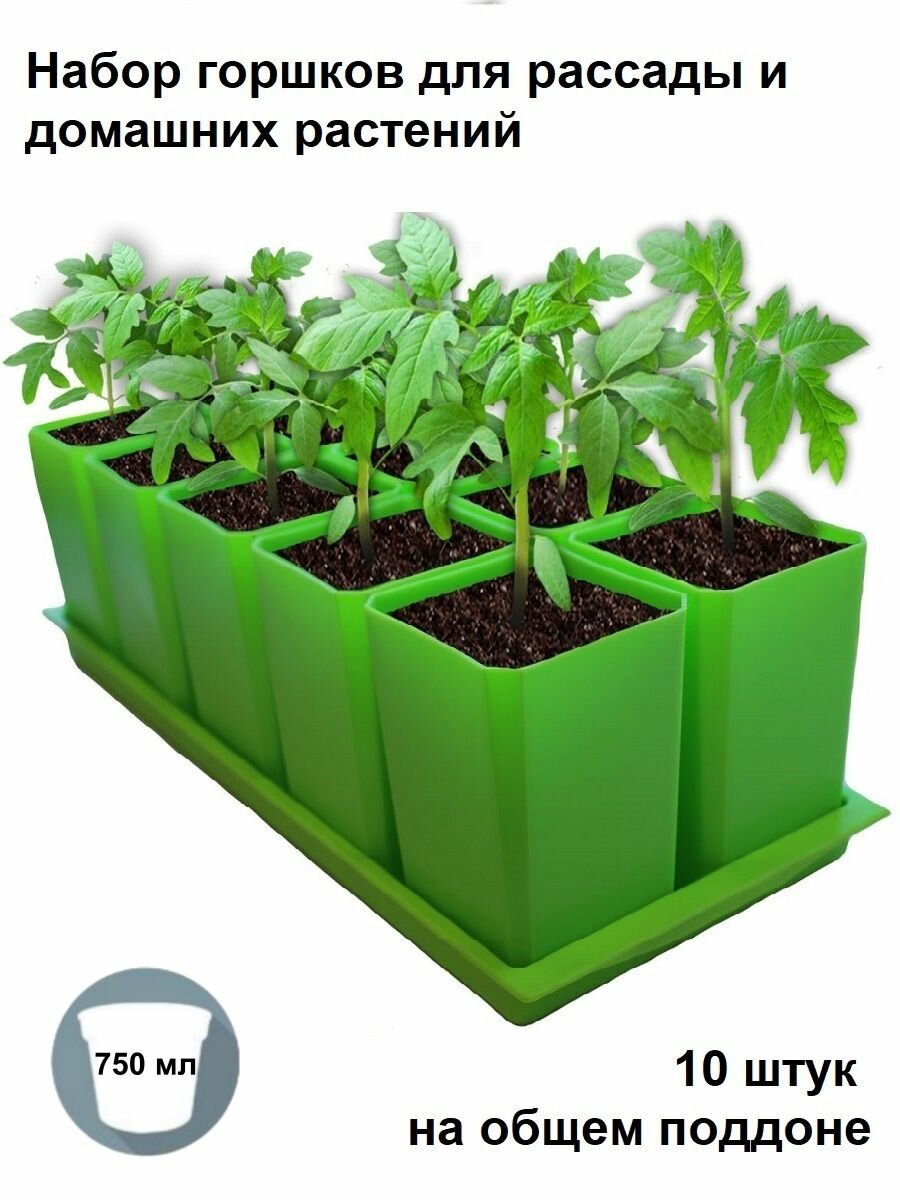 Набор горшков для рассады и для домашних растений, 10 штук на поддоне, зеленый