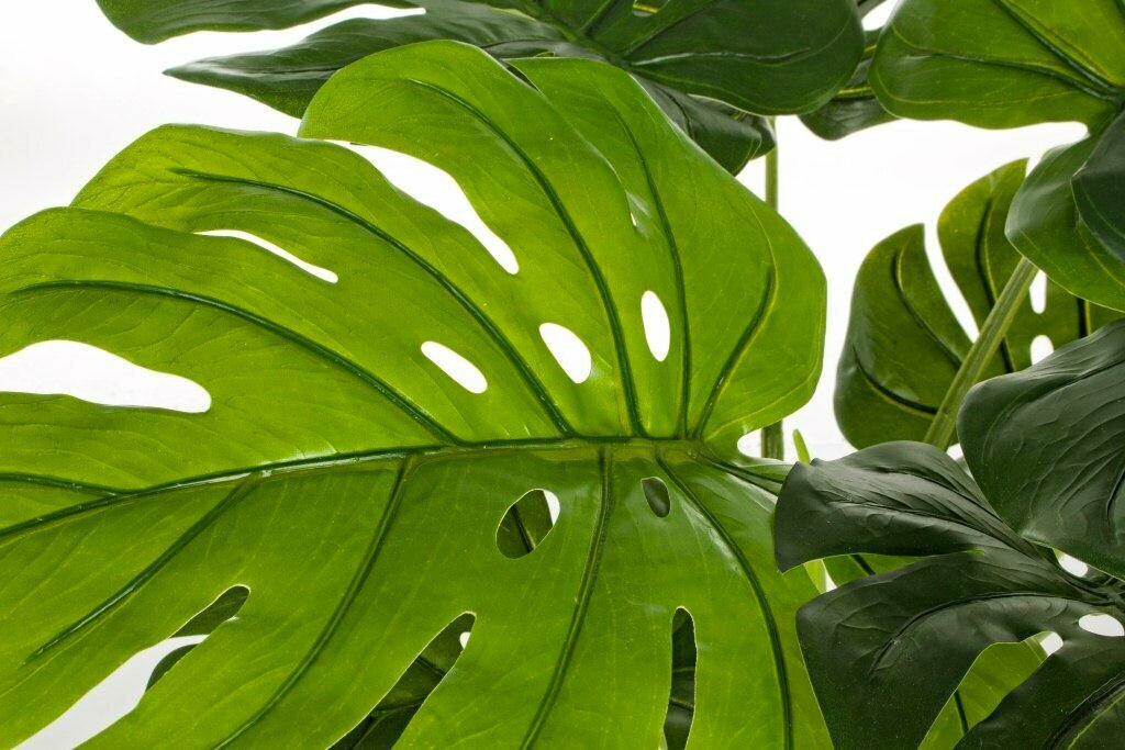 Растение декоративное BIZZOTTO PHILODENDRON 0172389 600x600x600h